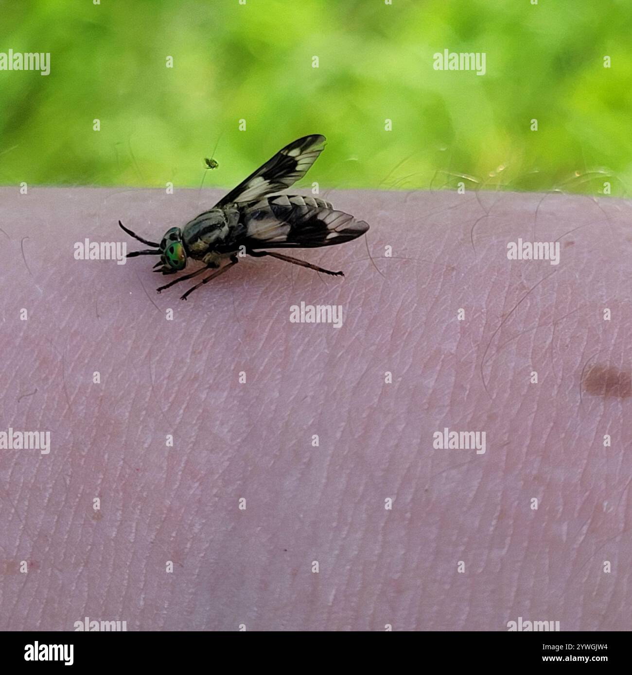 Twin-lobed Deer Fly (Chrysops relictus Stock Photo - Alamy