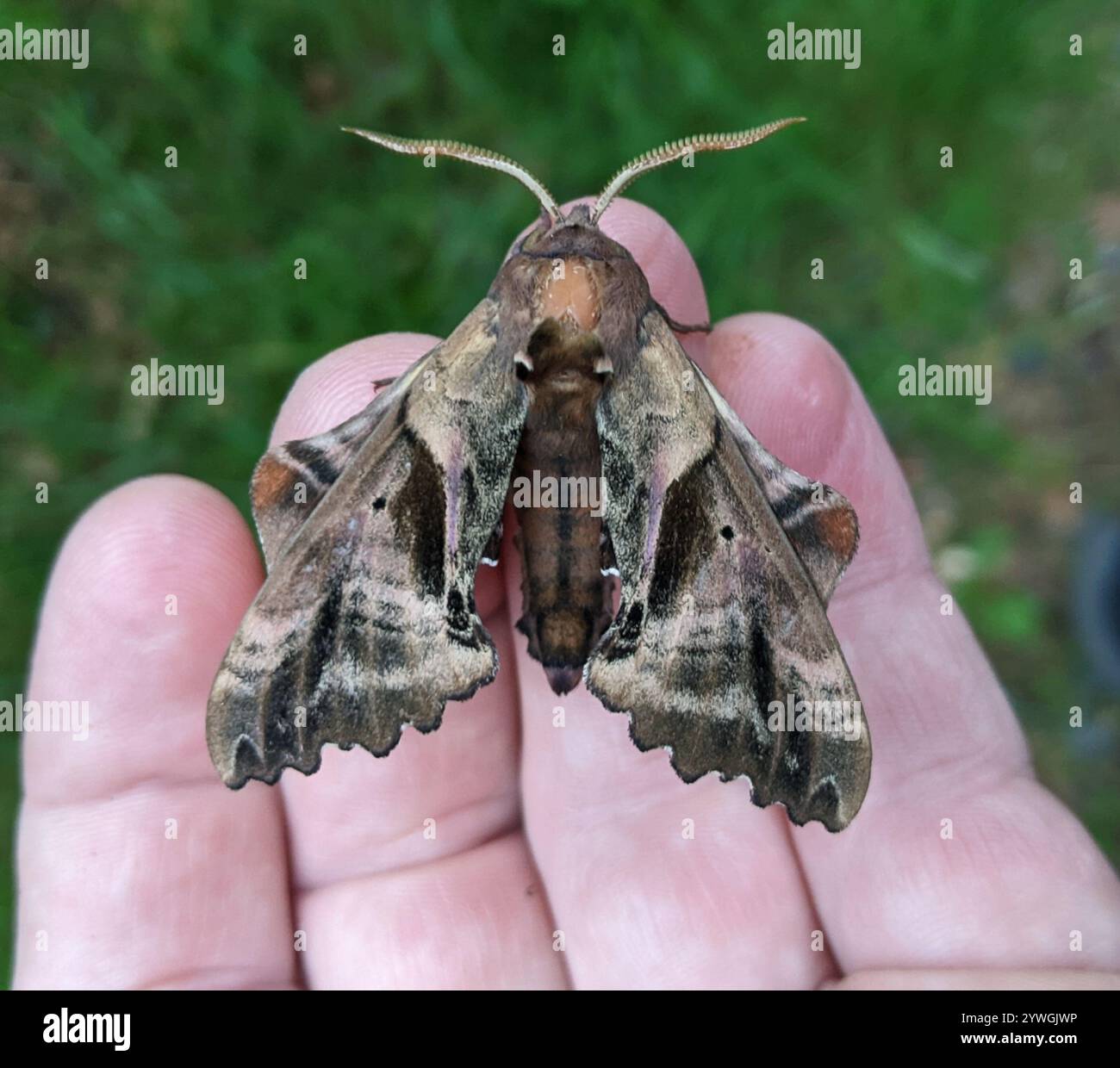 Blinded sphinx hi-res stock photography and images - Alamy