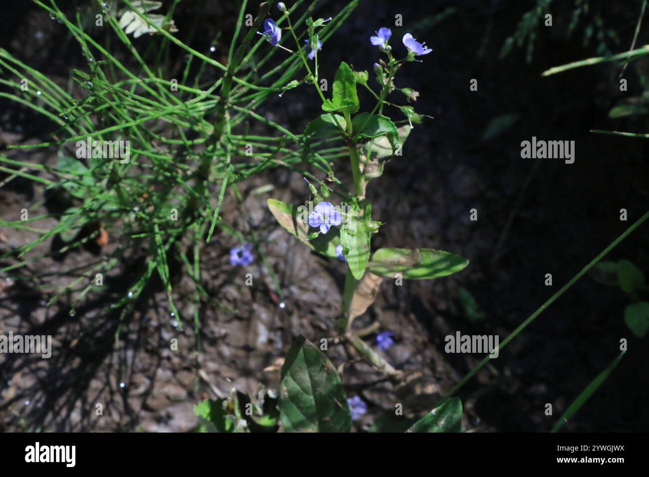 American brooklime hi-res stock photography and images - Alamy