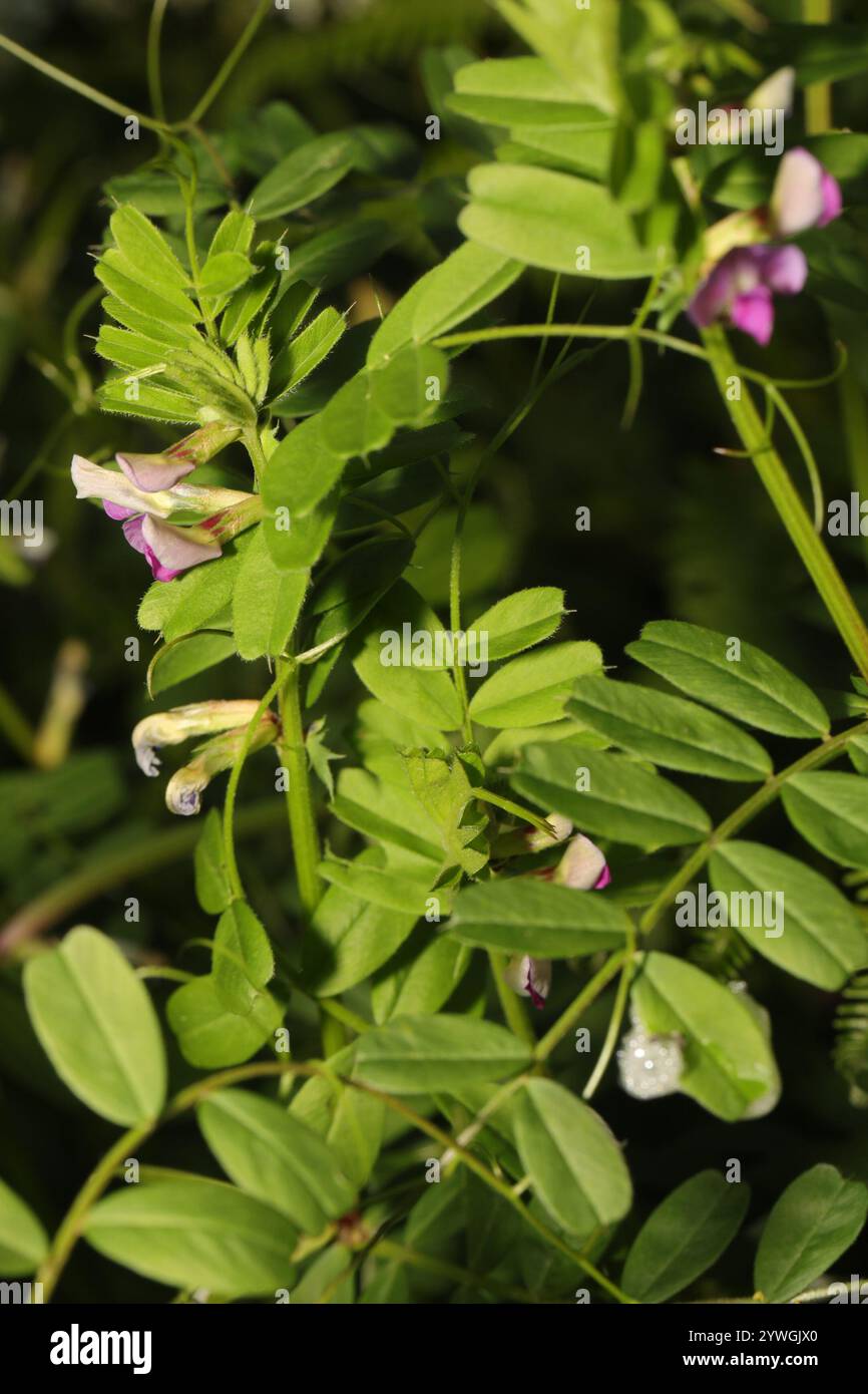 Common Vetch (Vicia sativa Stock Photo - Alamy