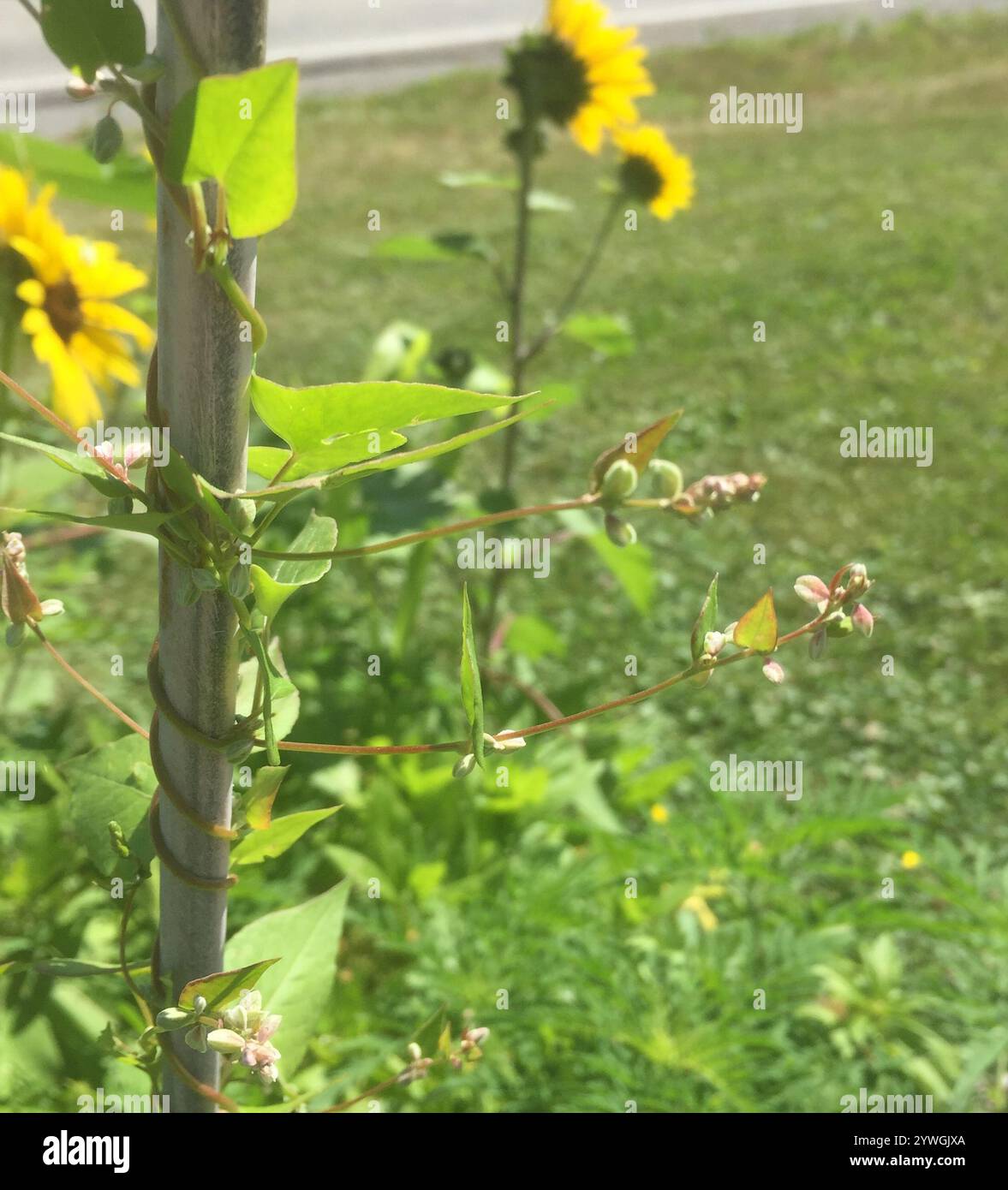Copse-bindweed (Fallopia dumetorum Stock Photo - Alamy
