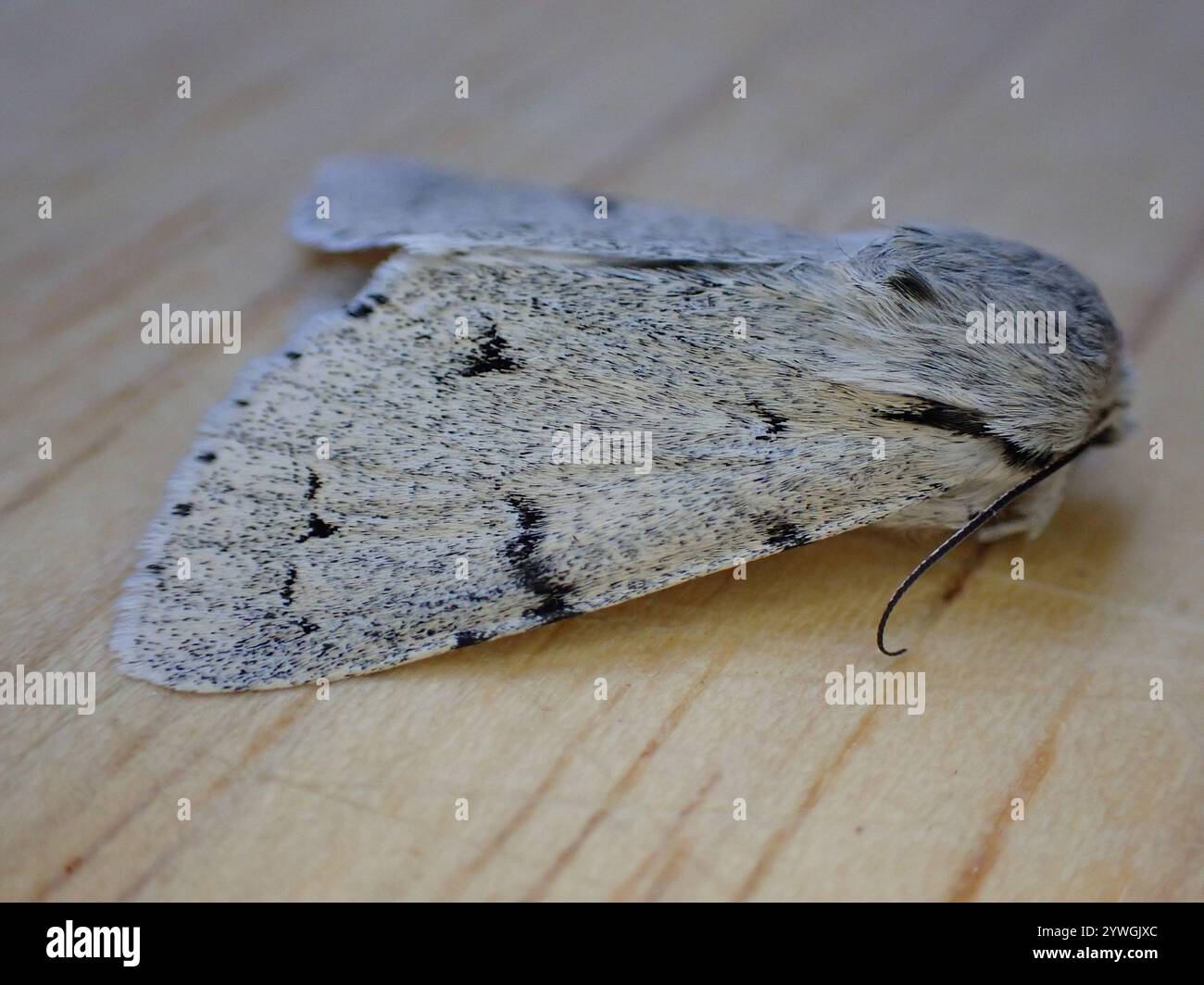 The Miller (Acronicta leporina Stock Photo - Alamy