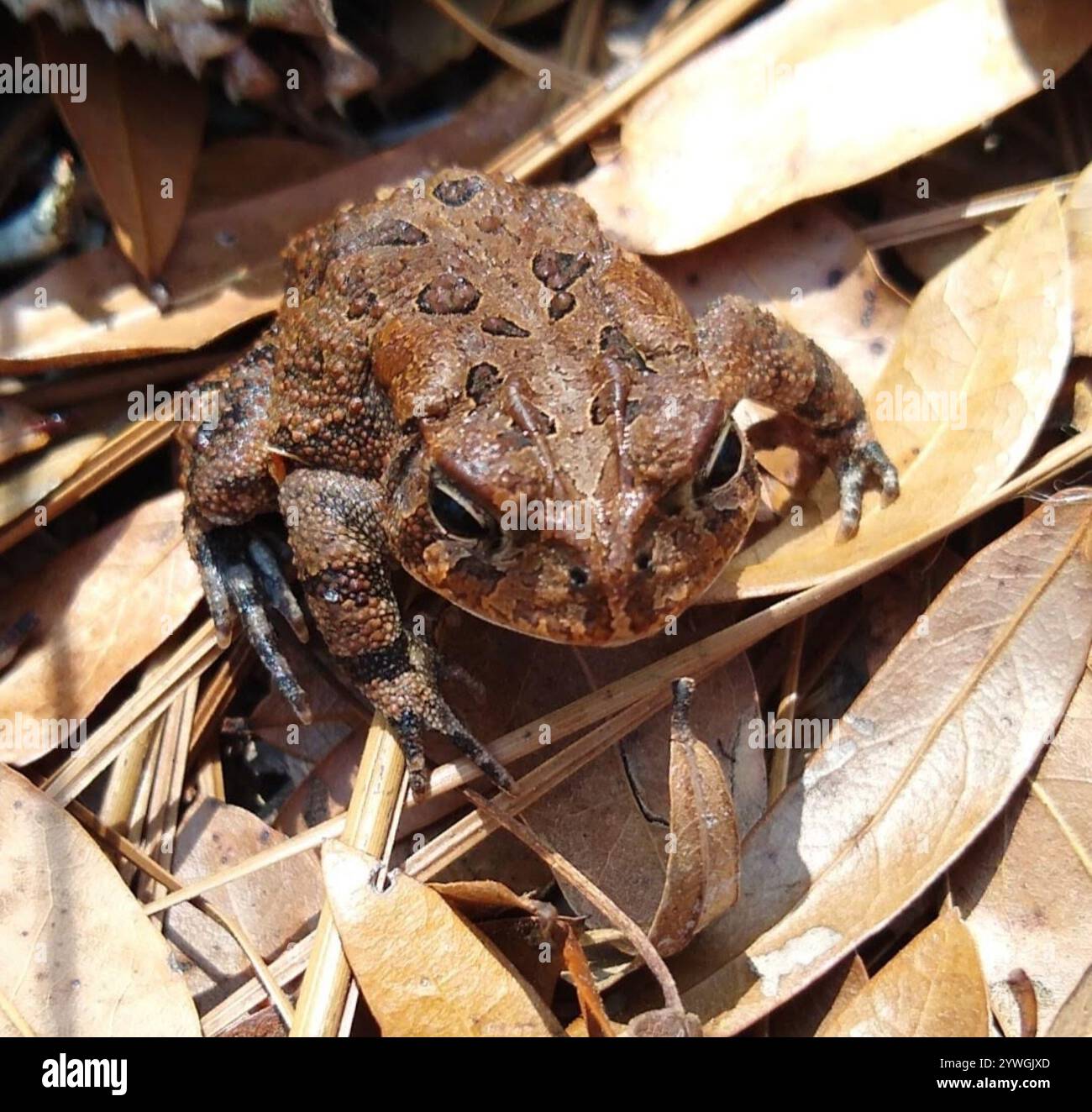 Southern Toad (Anaxyrus terrestris Stock Photo - Alamy