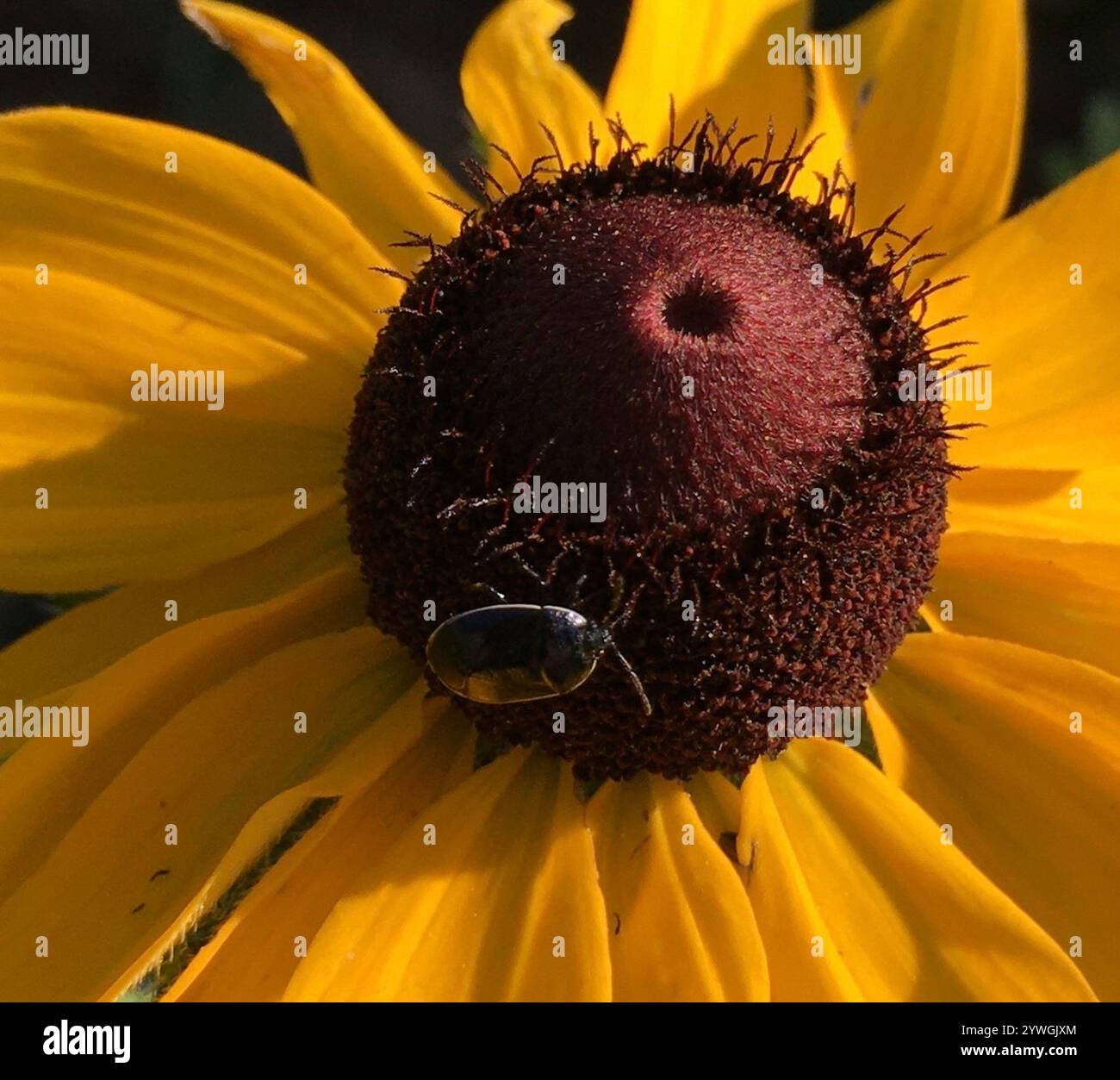 White-margined Burrower Bug (Sehirus cinctus Stock Photo - Alamy
