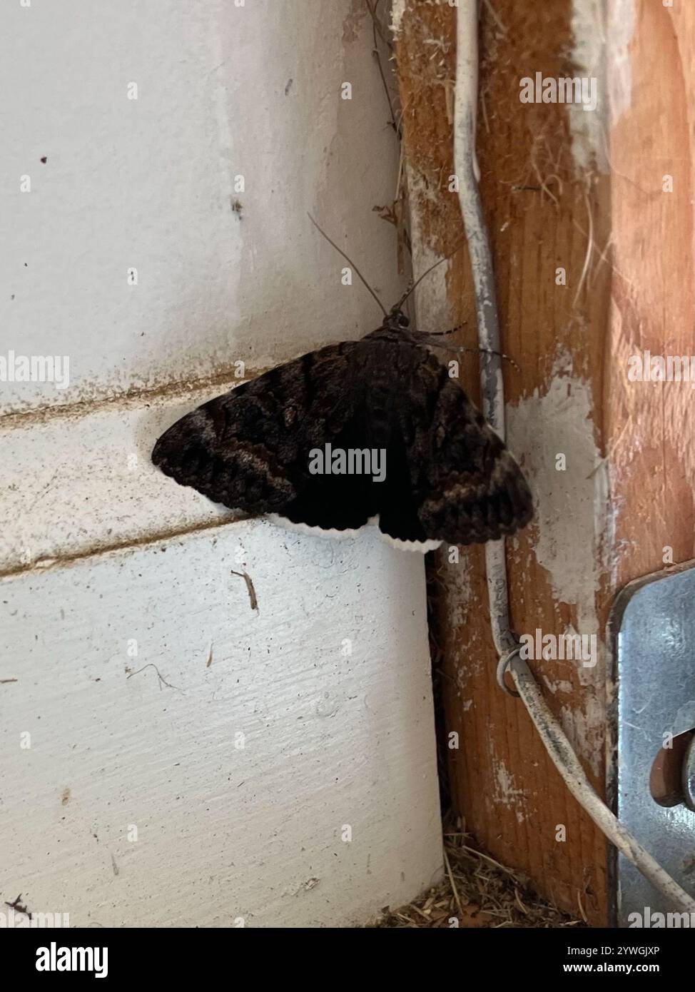 Epione Underwing (Catocala epione Stock Photo - Alamy