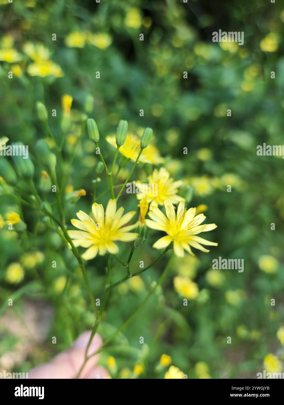 nipplewort (Lapsana communis Stock Photo - Alamy
