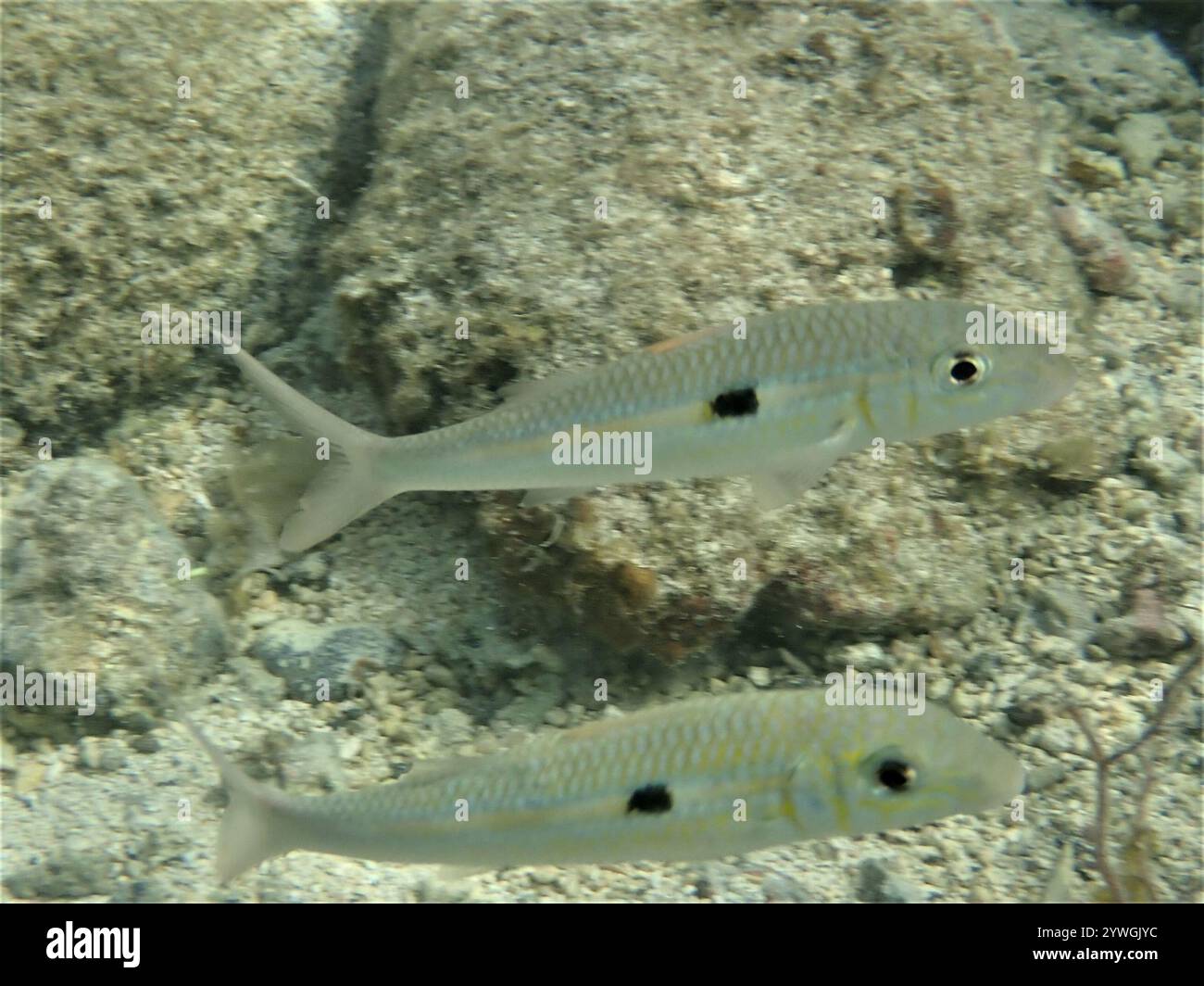 Yellowstripe Goatfish (Mulloidichthys flavolineatus Stock Photo - Alamy
