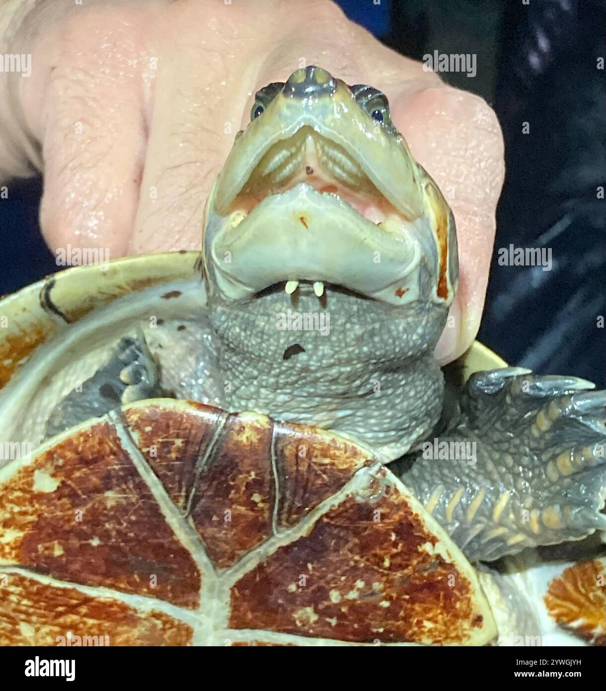 Savanna Side-necked Turtle (Podocnemis vogli Stock Photo - Alamy