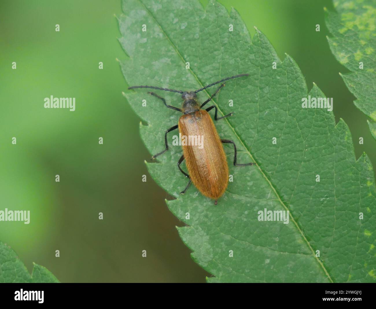 Rough-haired Lagria Beetle (Lagria hirta Stock Photo - Alamy