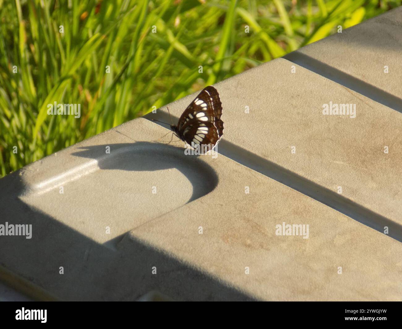 Hungarian Glider (Neptis rivularis Stock Photo - Alamy
