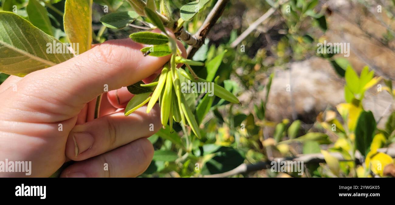 velvet ash (Fraxinus velutina Stock Photo - Alamy