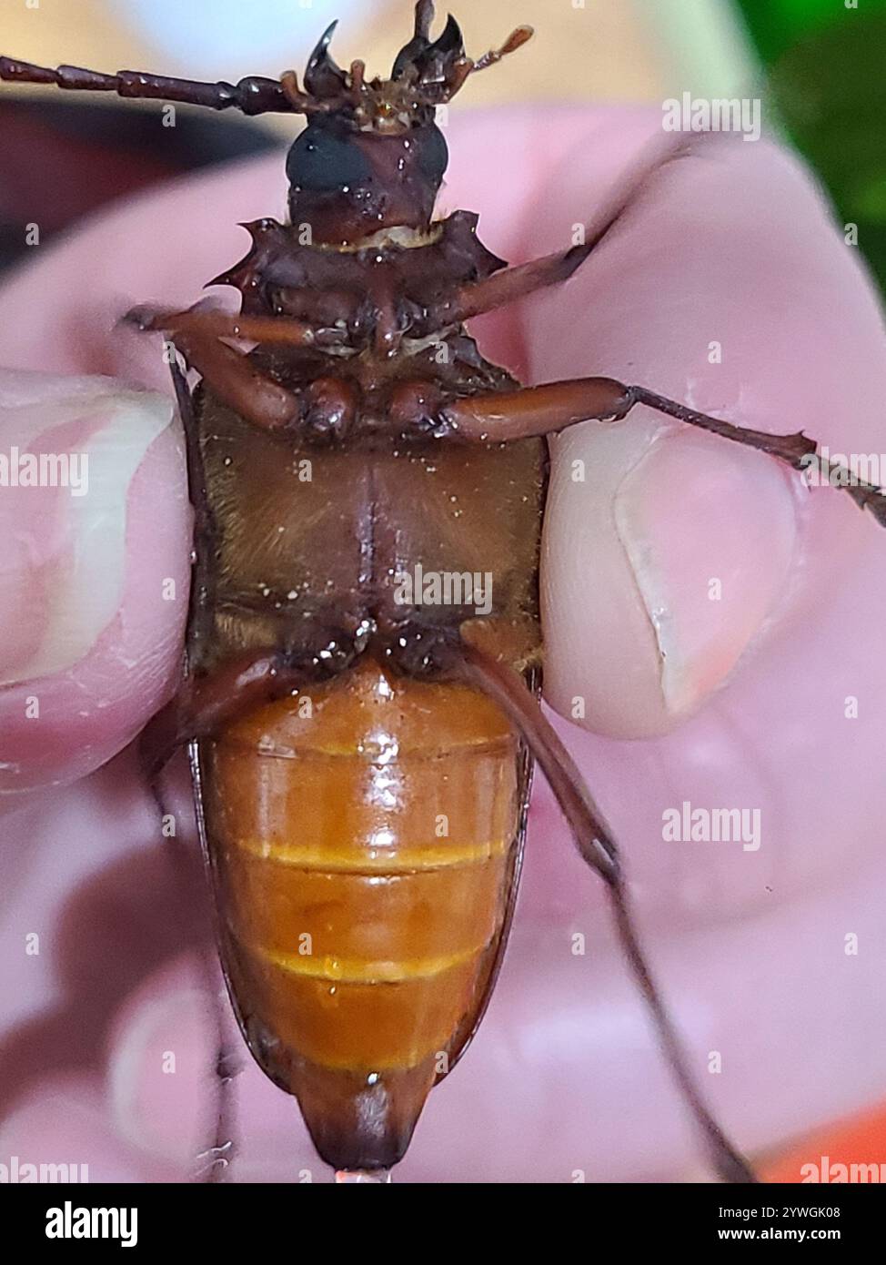 California Root Borer (Prionus californicus Stock Photo - Alamy