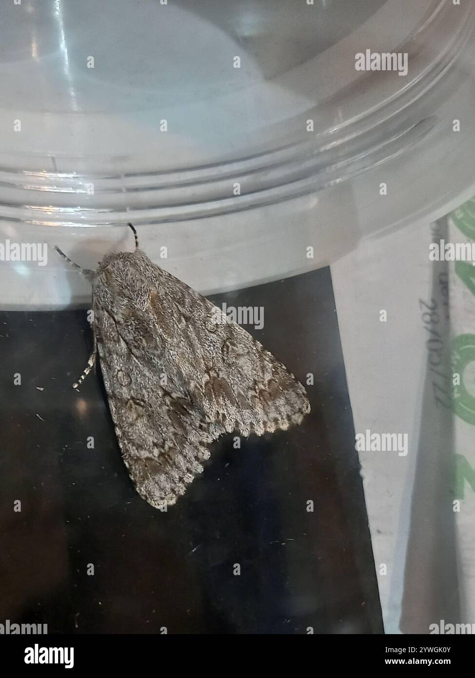 Sycamore Moth (Acronicta aceris Stock Photo - Alamy