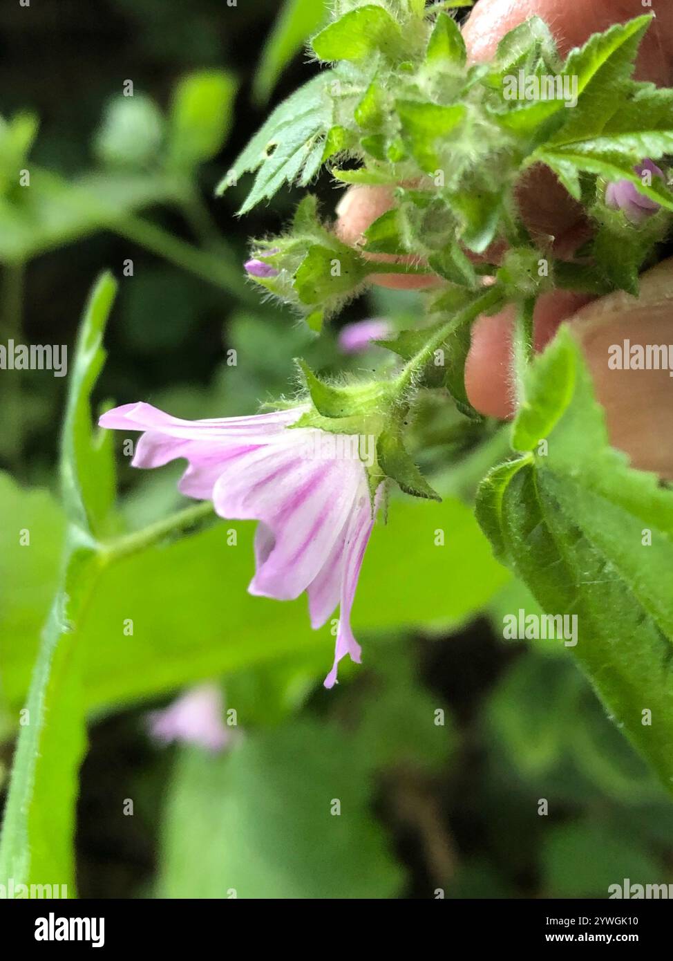 Common Mallow (Malva sylvestris Stock Photo - Alamy
