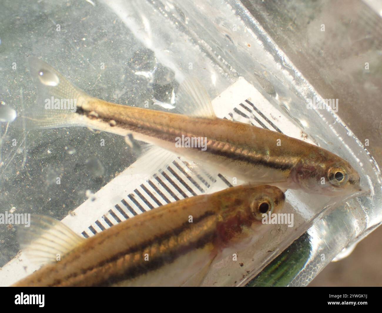 Chrosomus hi-res stock photography and images - Alamy