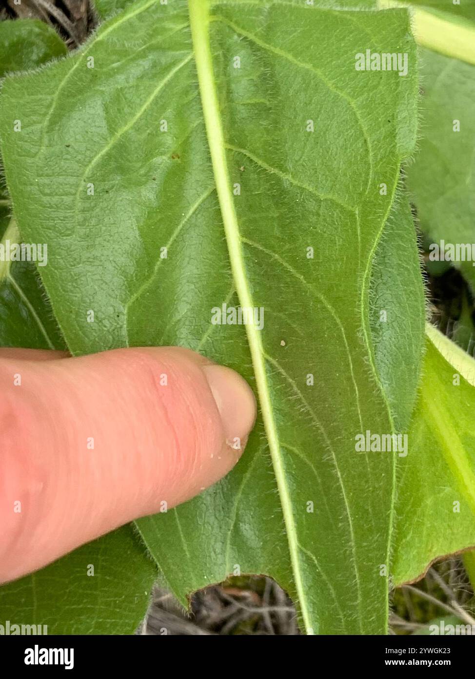 Sunflower Mule-ears (Wyethia helianthoides Stock Photo - Alamy