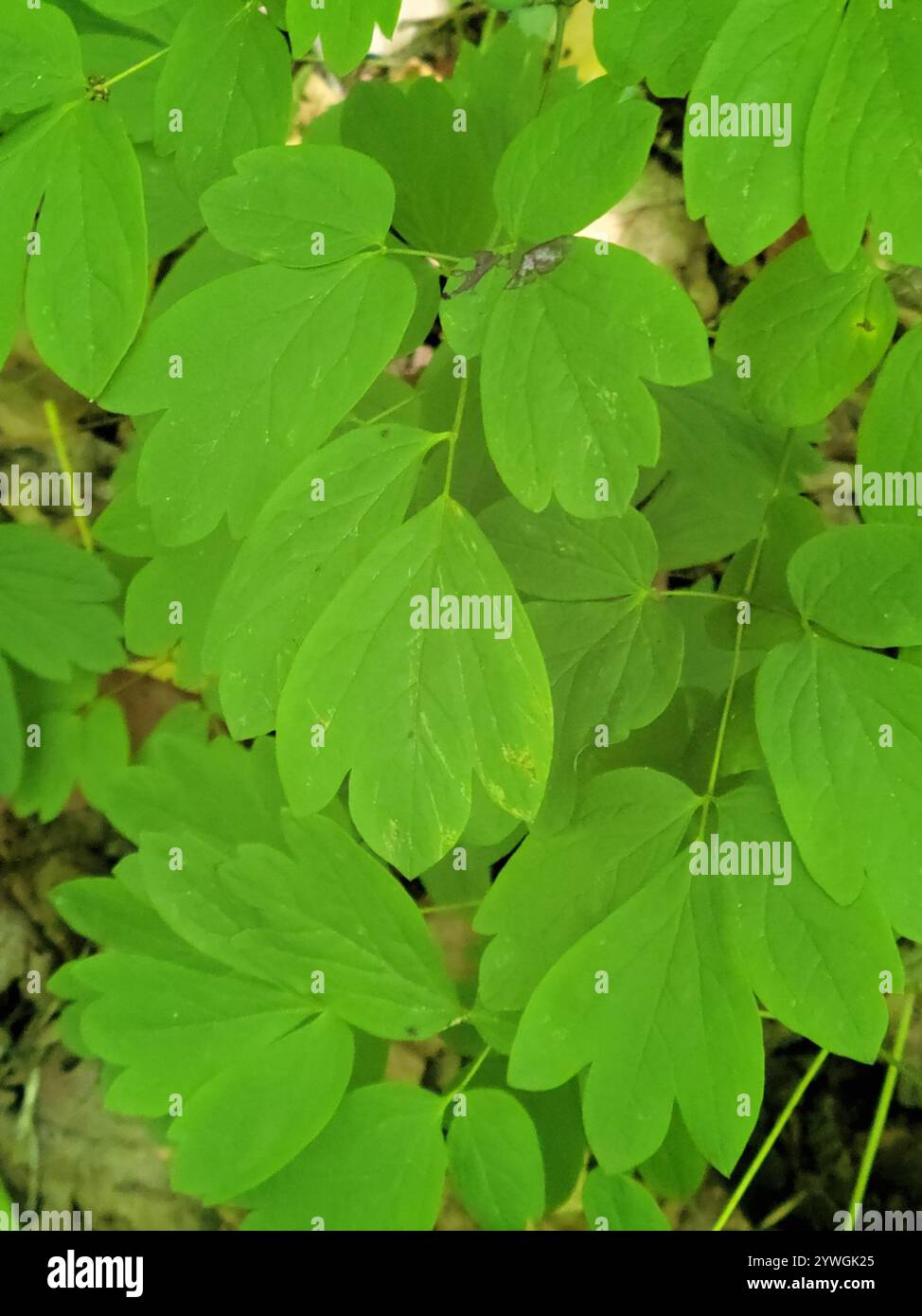 blue cohoshes (Caulophyllum Stock Photo - Alamy