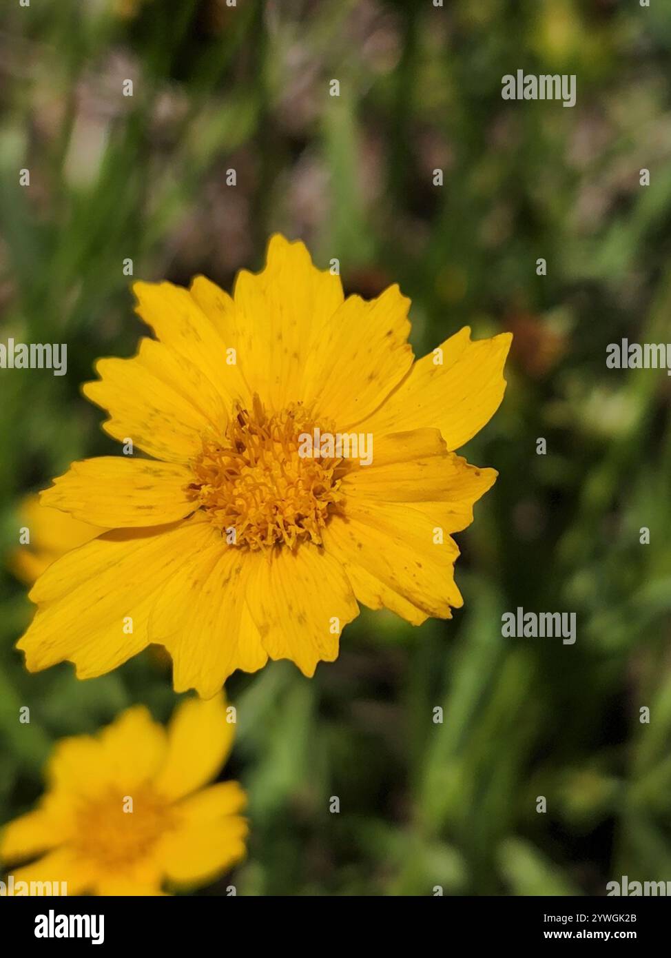 Lance-leaved Coreopsis (Coreopsis lanceolata Stock Photo - Alamy