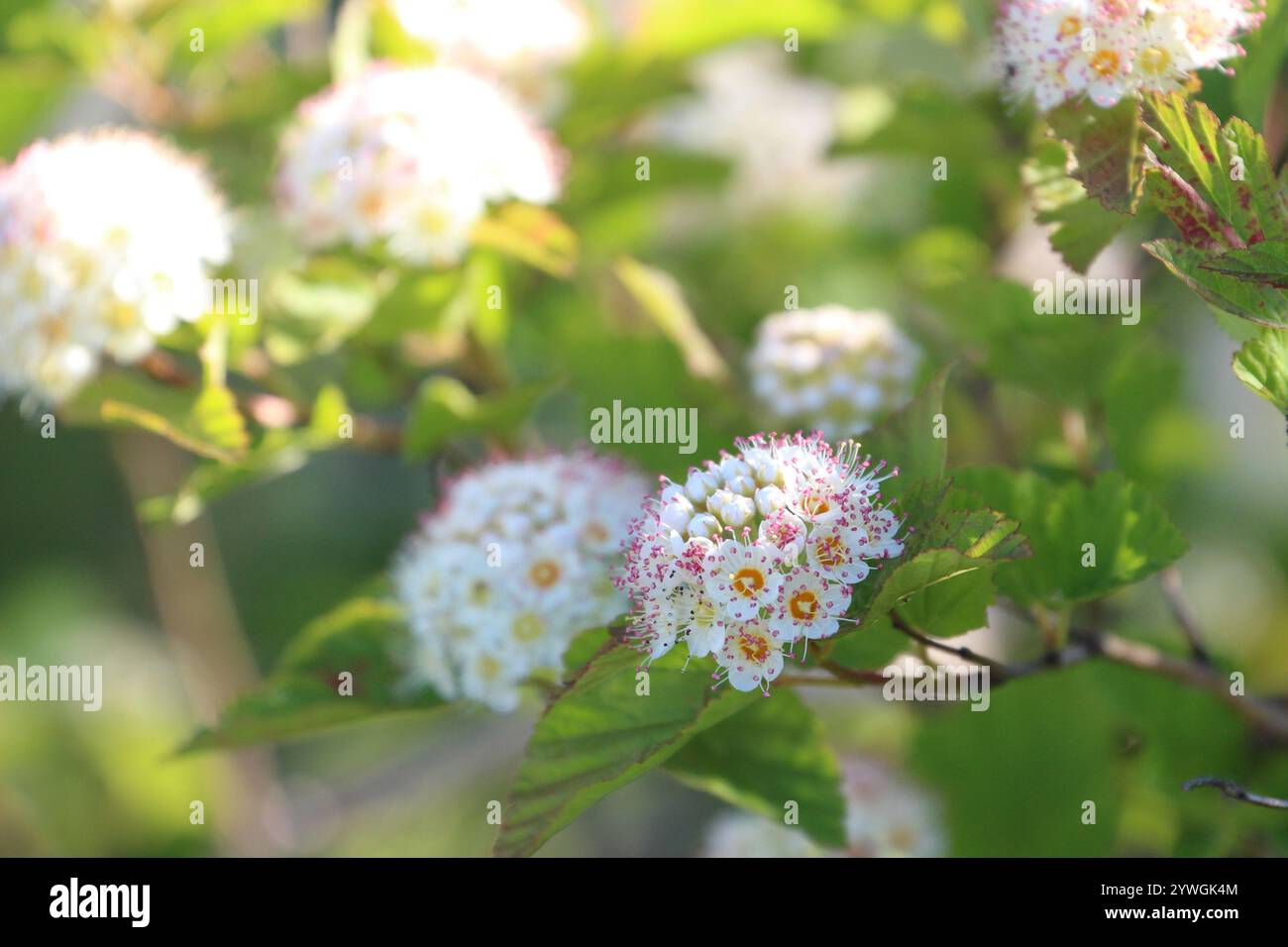 common ninebark (Physocarpus opulifolius Stock Photo - Alamy