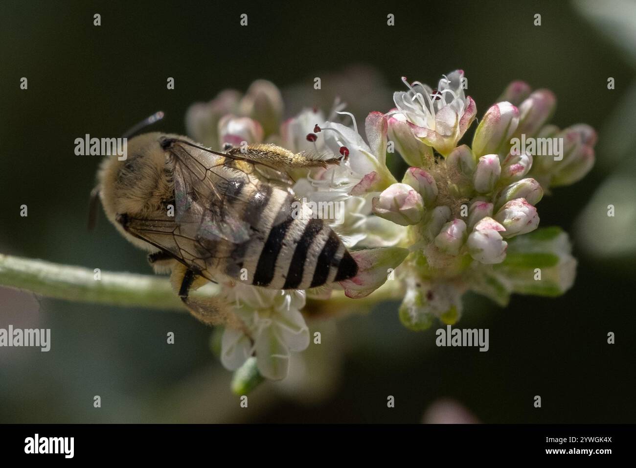 Cellophane Bees (Colletes Stock Photo - Alamy