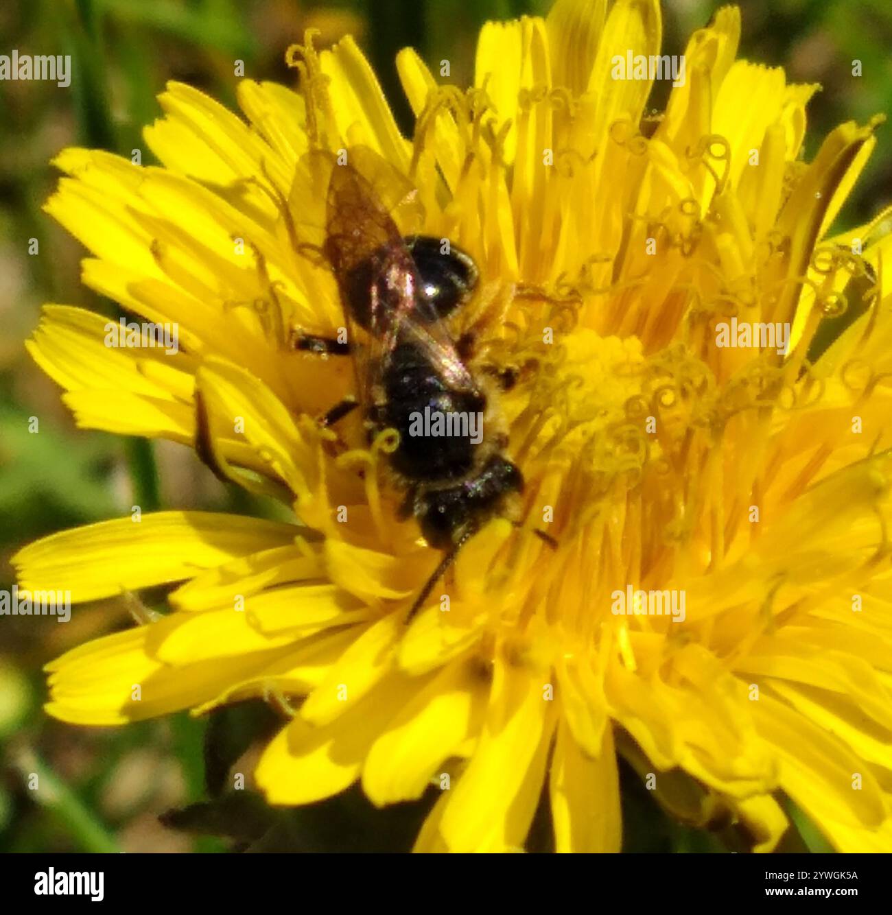 Mining Bees (Andrena Stock Photo - Alamy
