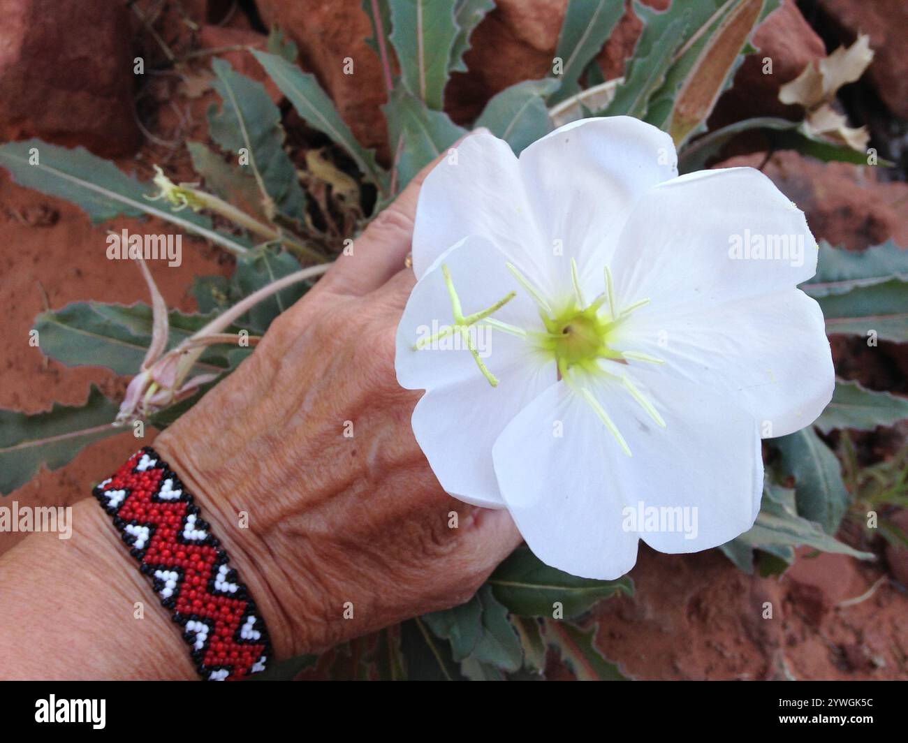 White-stem Evening Primrose (Oenothera albicaulis Stock Photo - Alamy
