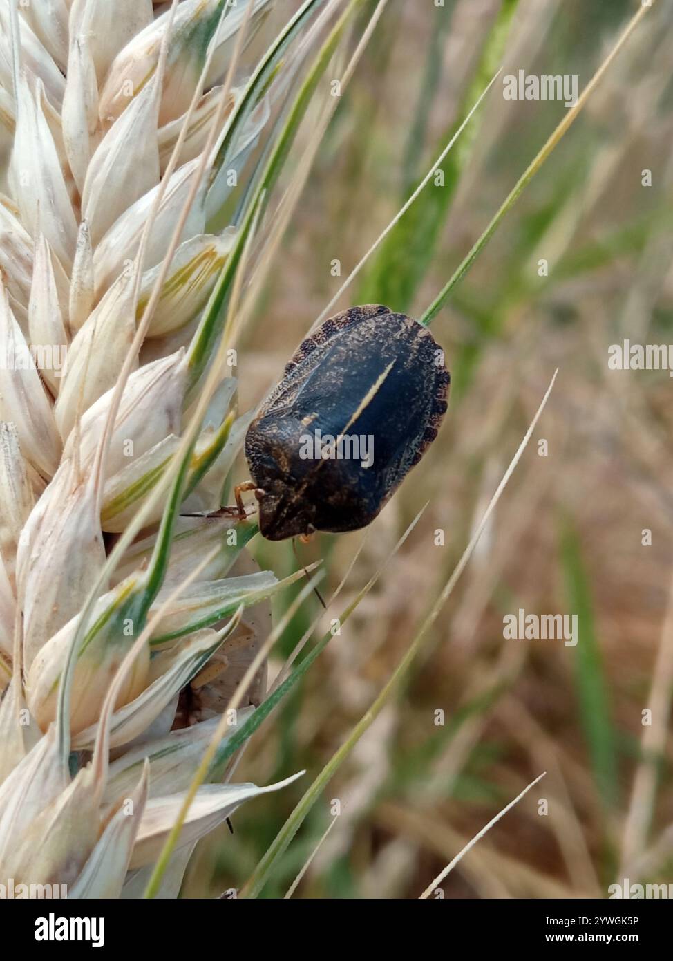 southern broad-bellied bug (Eurygaster austriaca Stock Photo - Alamy