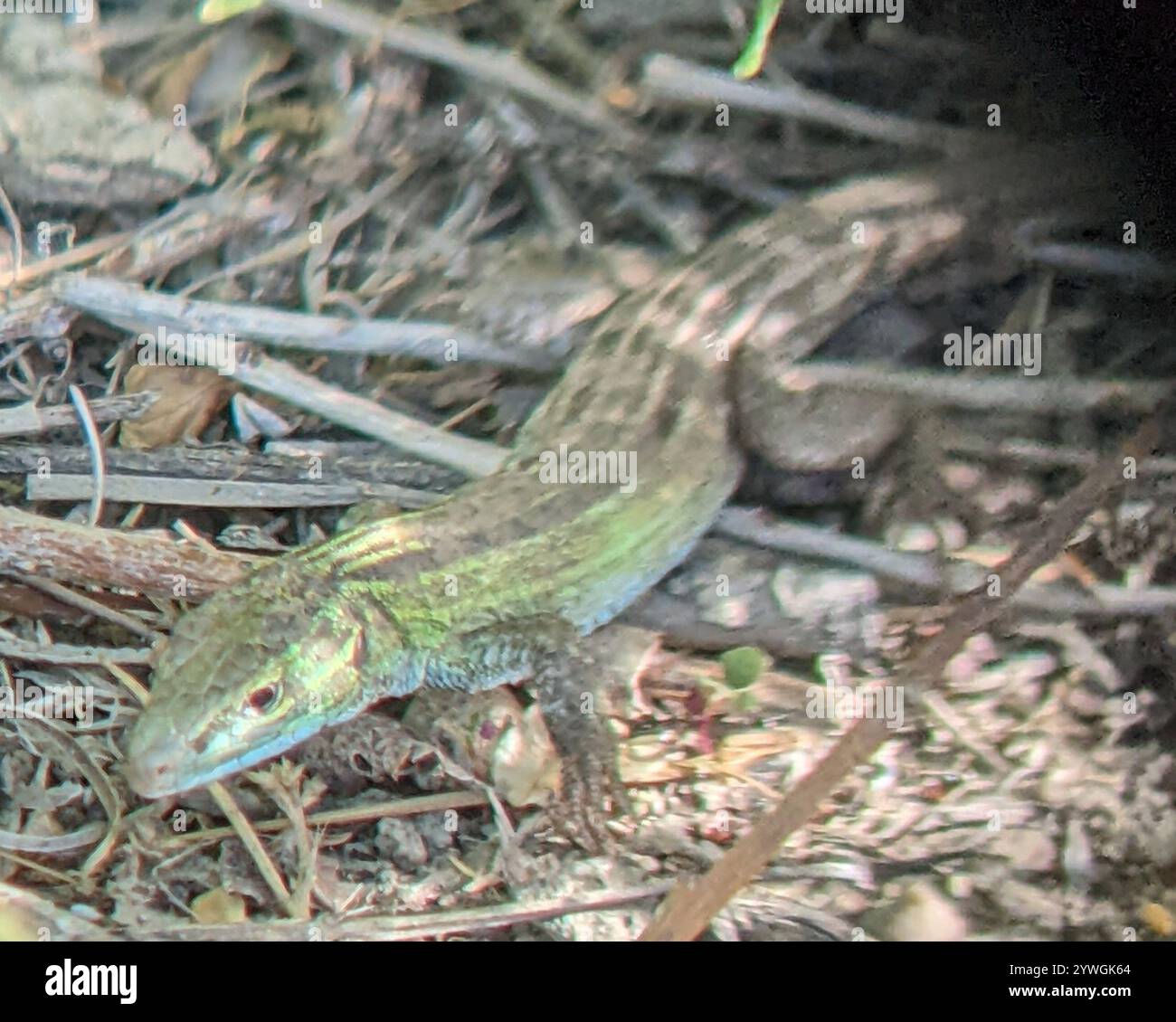Prairie Racerunner (Aspidoscelis sexlineatus viridis Stock Photo - Alamy