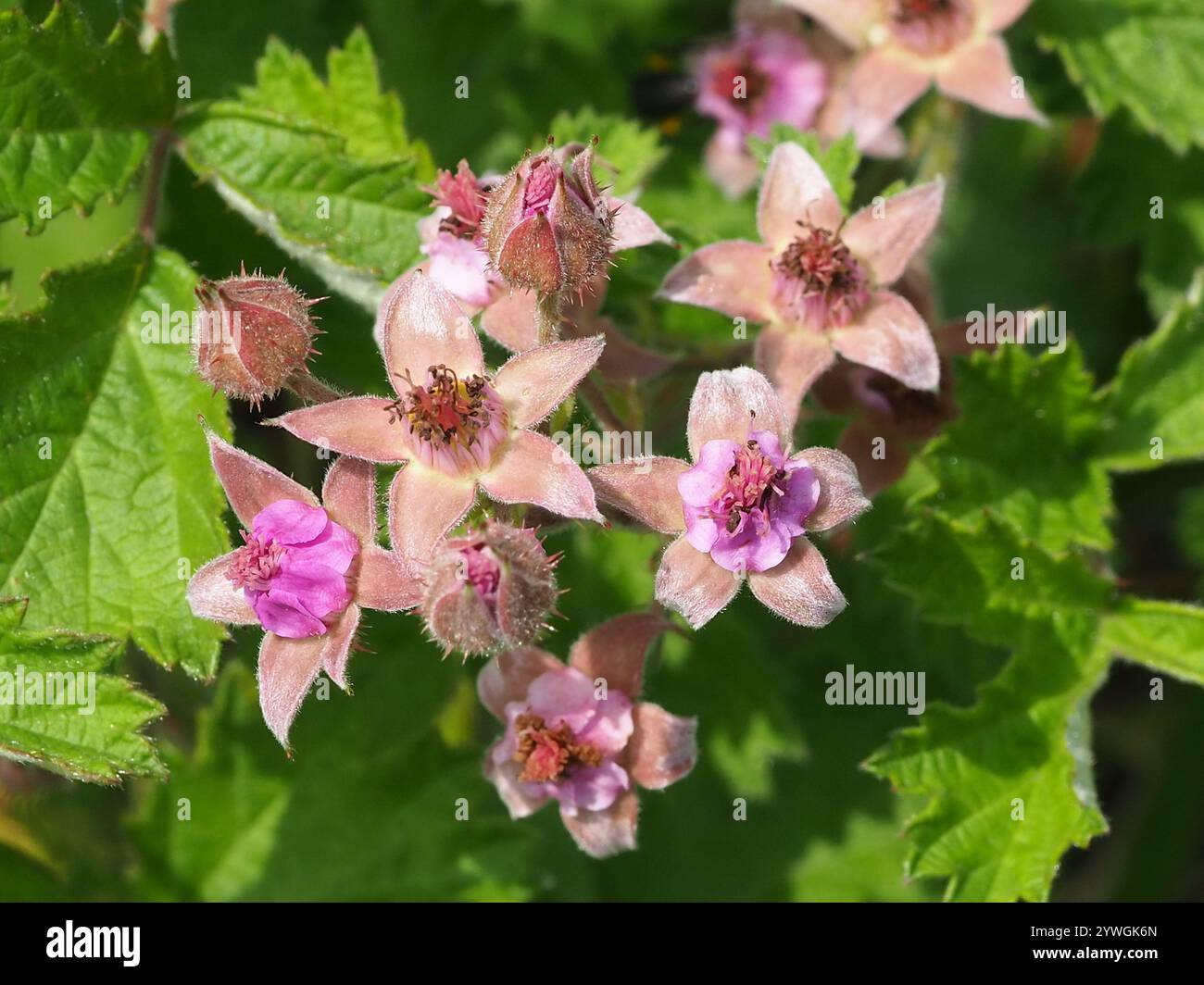 small-leaf bramble (Rubus parvifolius Stock Photo - Alamy