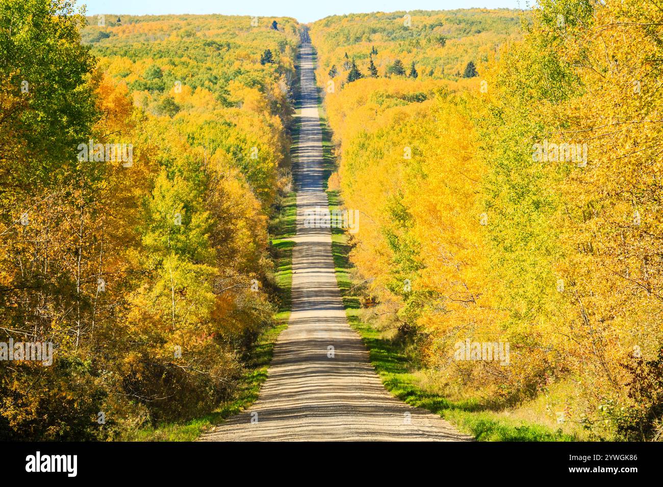 A road with trees on both sides. The road is empty and the trees are ...