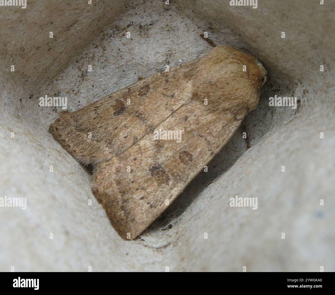 Poplar Grey (Acronicta megacephala Stock Photo - Alamy
