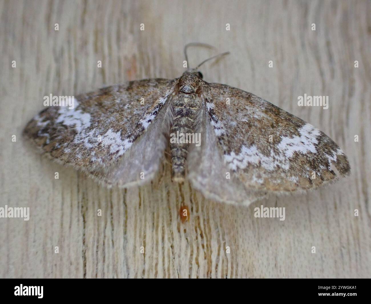 Small Rivulet (Perizoma alchemillata Stock Photo - Alamy