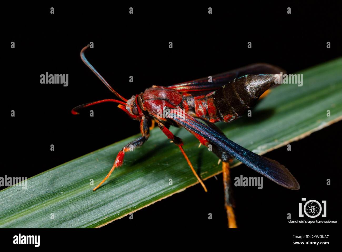 Lilac Borer Moth (Podosesia syringae Stock Photo - Alamy