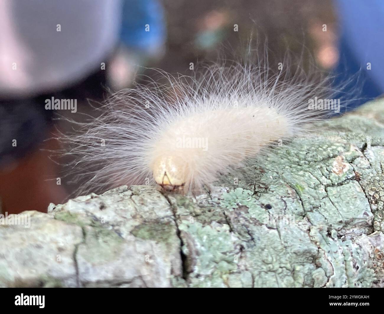Laugher Moth (Charadra deridens Stock Photo - Alamy