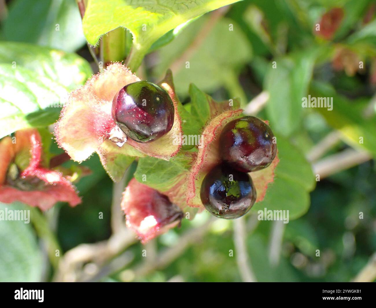 twinberry honeysuckle (Lonicera involucrata Stock Photo - Alamy