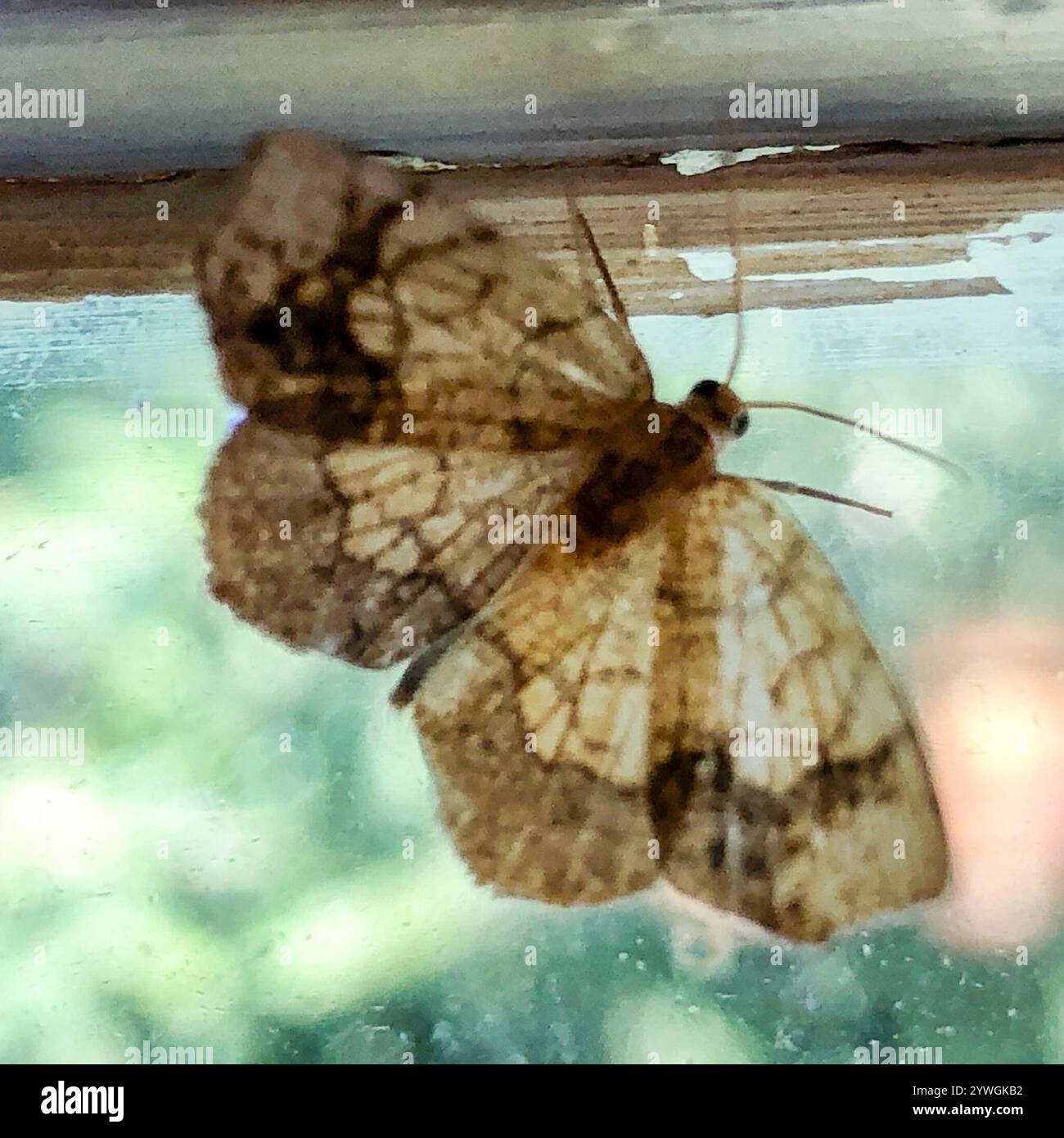 Horned Spanworm Moth (Nematocampa resistaria Stock Photo - Alamy