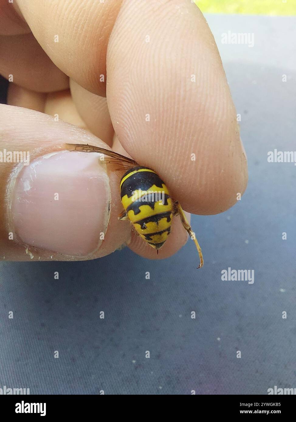 Alaska Yellowjacket (Vespula alascensis Stock Photo - Alamy