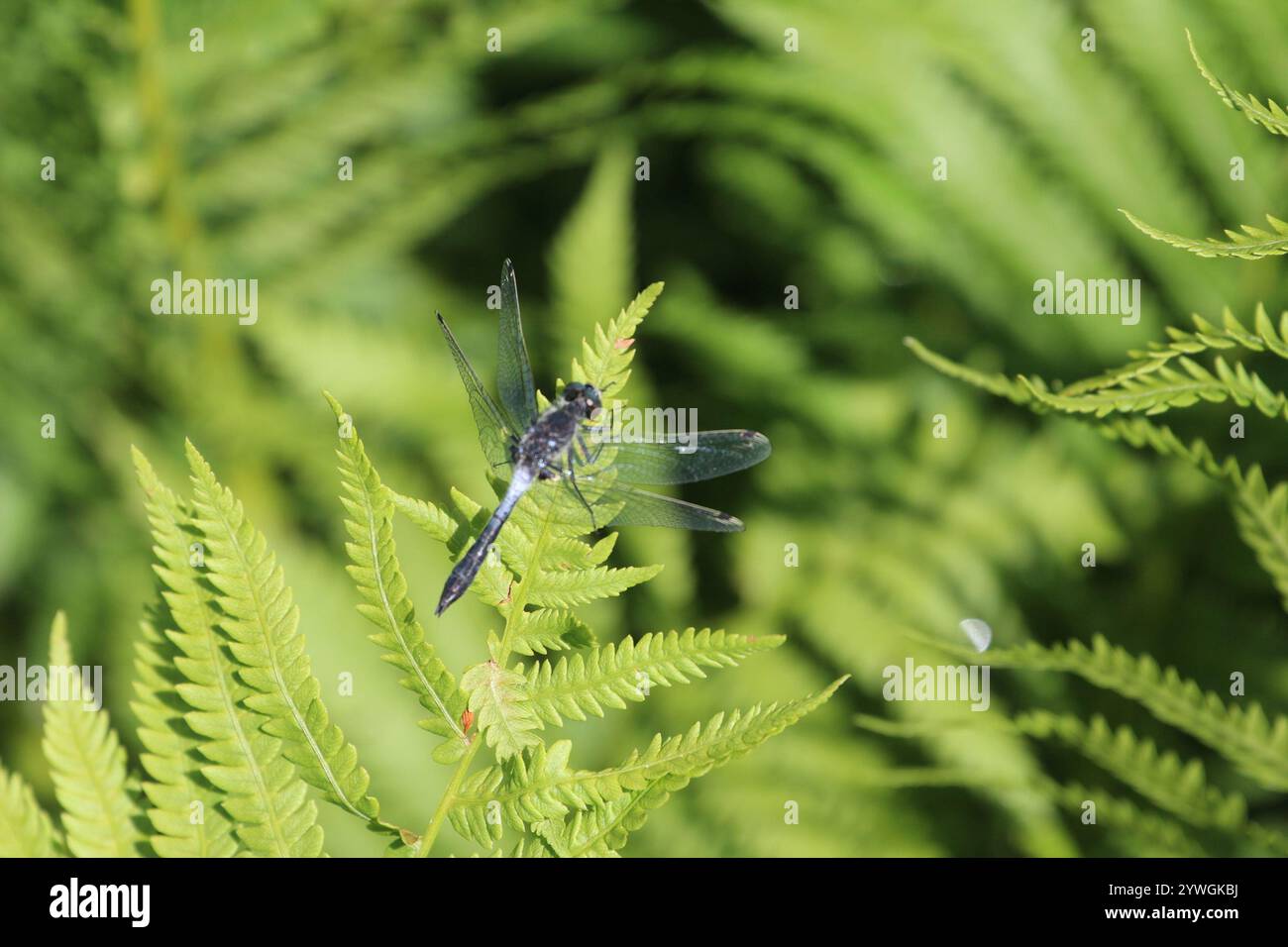 Frosted Whiteface (Leucorrhinia frigida Stock Photo - Alamy