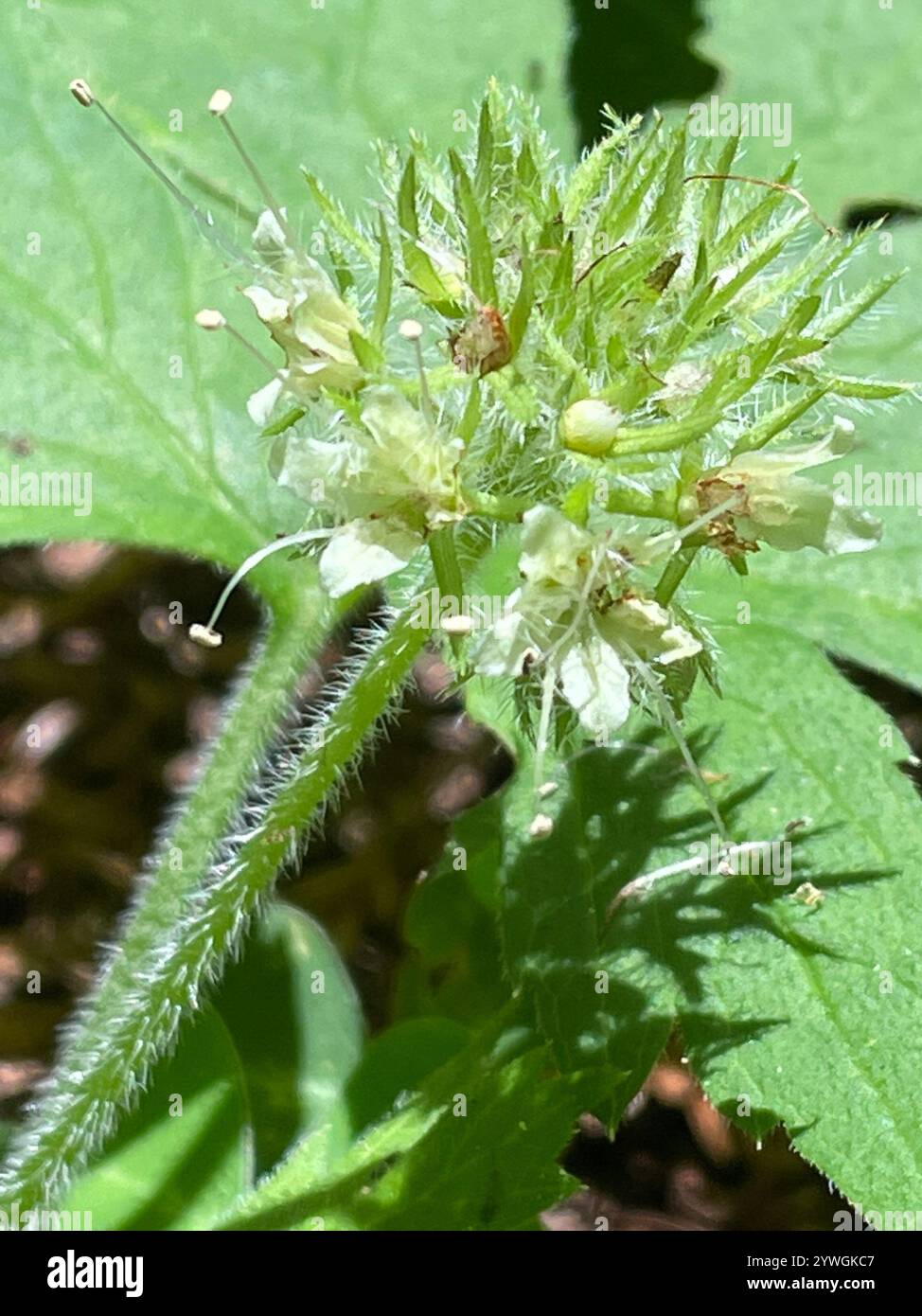 Hydrophyllum tenuipes hi-res stock photography and images - Alamy
