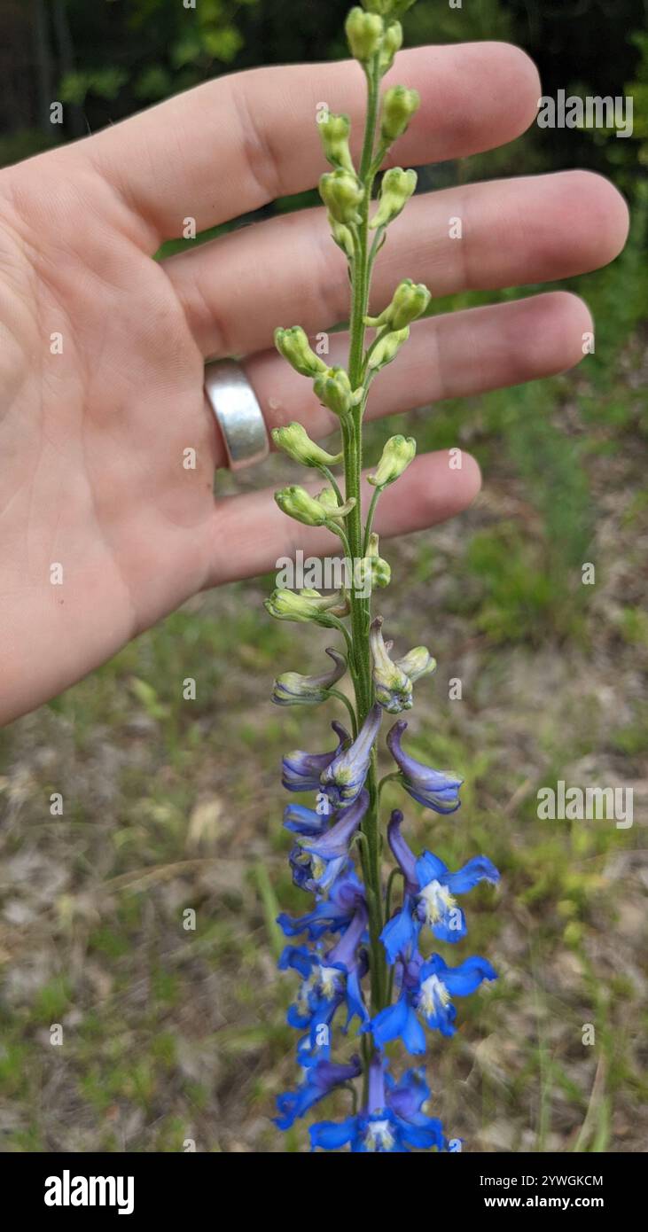 Wild Blue Larkspur (Delphinium carolinianum Stock Photo - Alamy