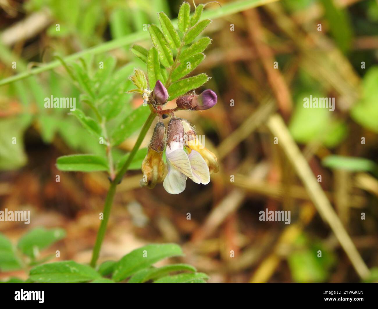 Bush Vetch (Vicia sepium Stock Photo - Alamy