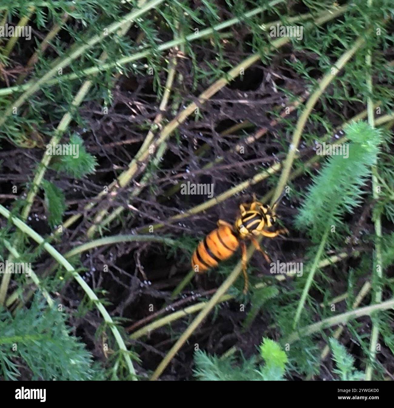 Southern Yellowjacket (Vespula squamosa Stock Photo - Alamy