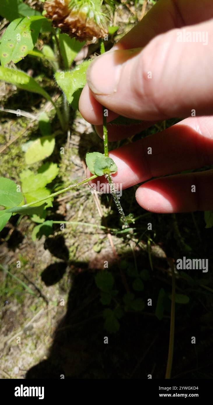buffalo clover (Trifolium reflexum Stock Photo - Alamy