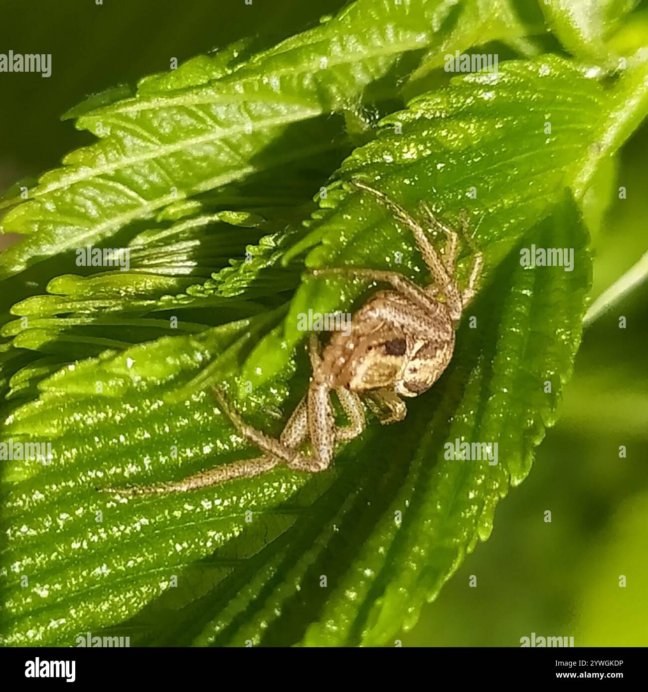 Swamp Crab Spider (Xysticus ulmi Stock Photo - Alamy