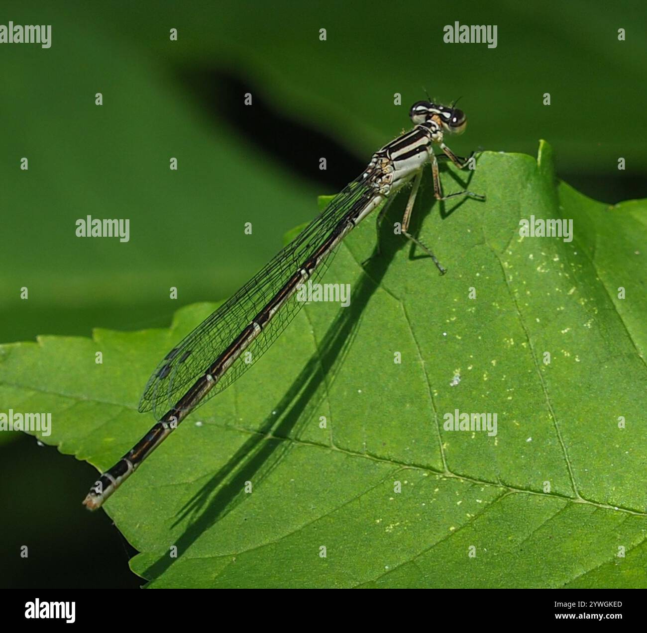 Big Bluet (Enallagma durum Stock Photo - Alamy