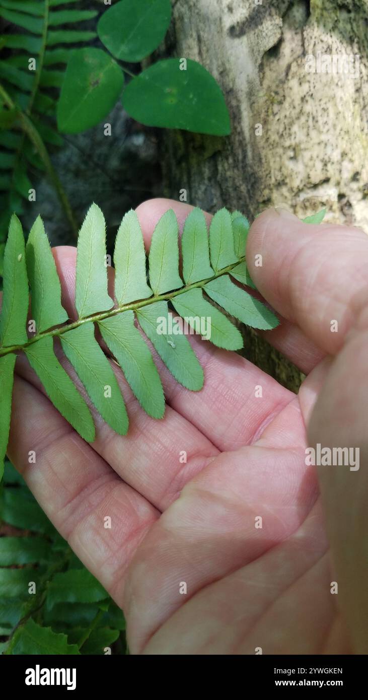 Christmas fern (Polystichum acrostichoides Stock Photo - Alamy