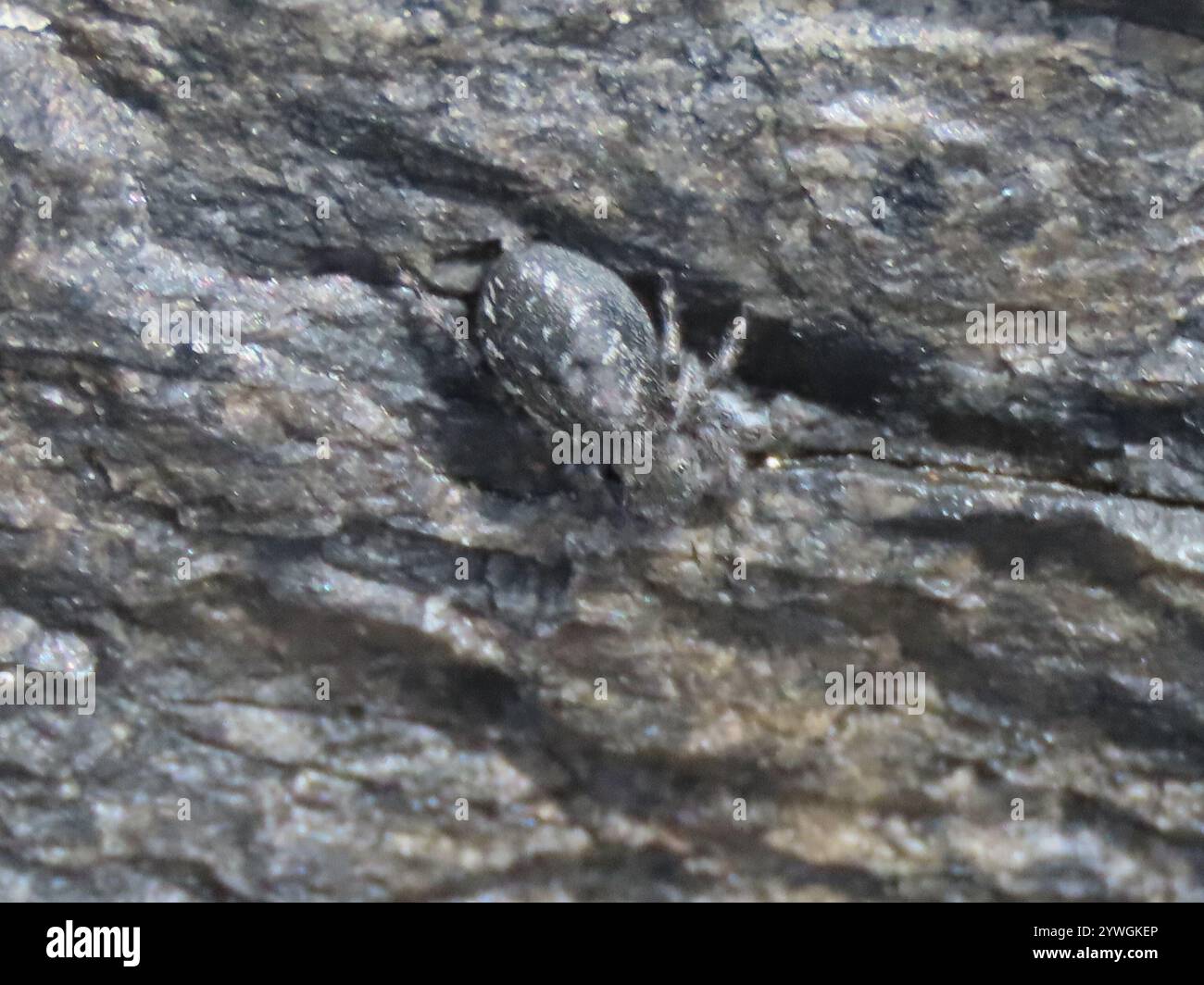 Intertidal spider hi-res stock photography and images - Alamy