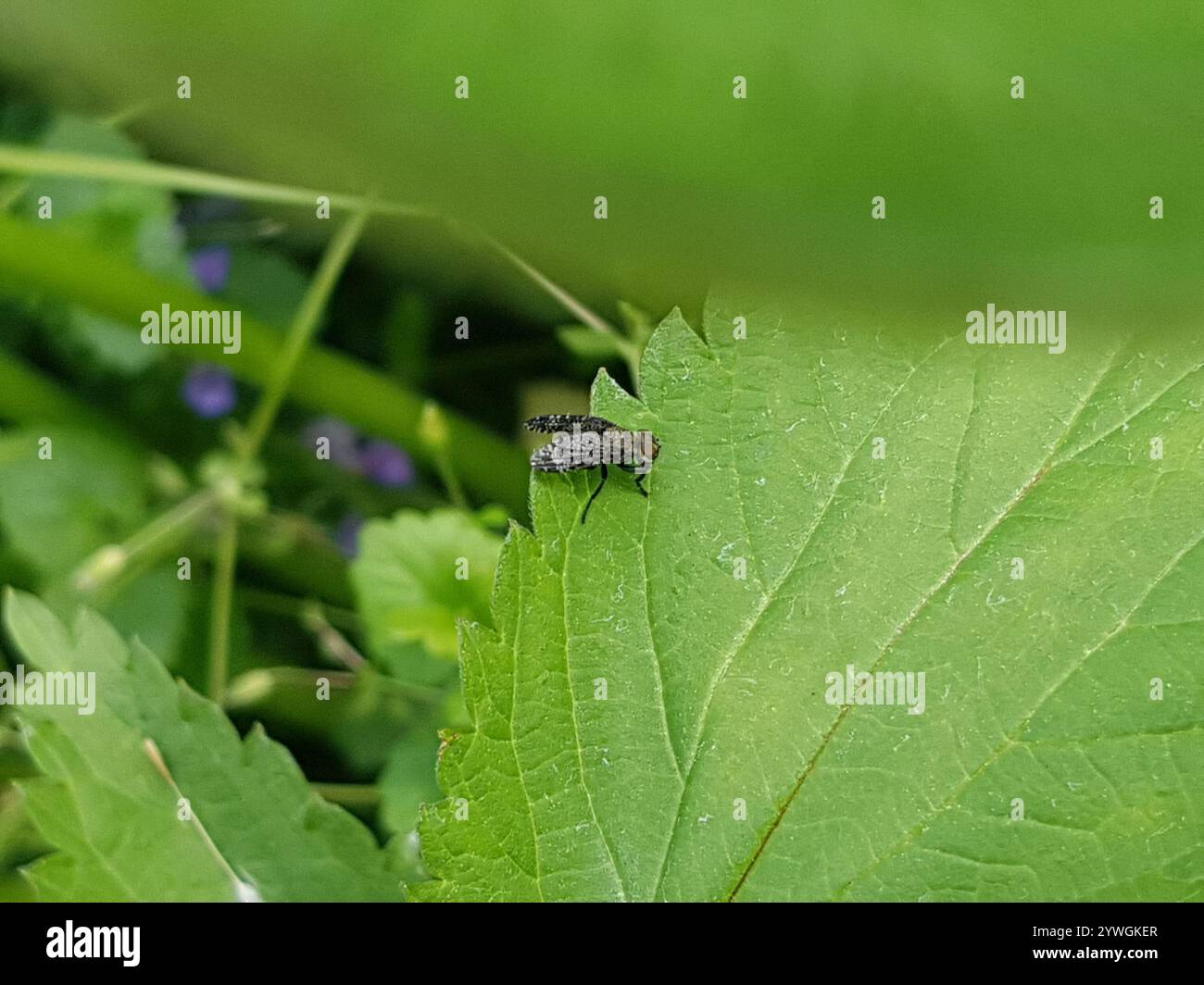 Dancing Kiss Fly (Platystoma seminationis Stock Photo - Alamy