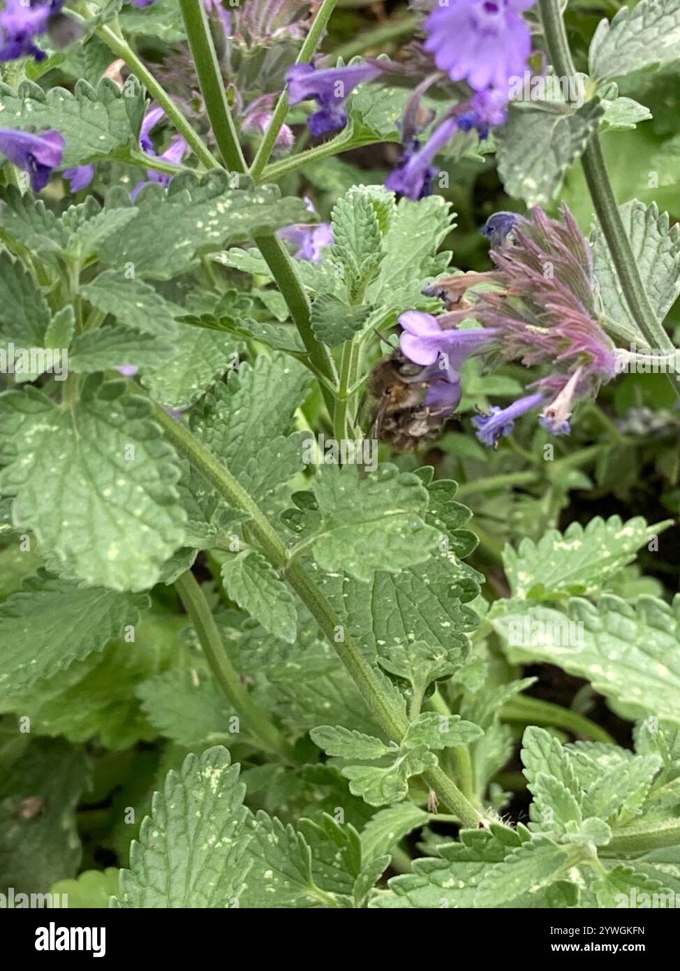 Four-banded Flower Bee (Anthophora quadrimaculata Stock Photo - Alamy