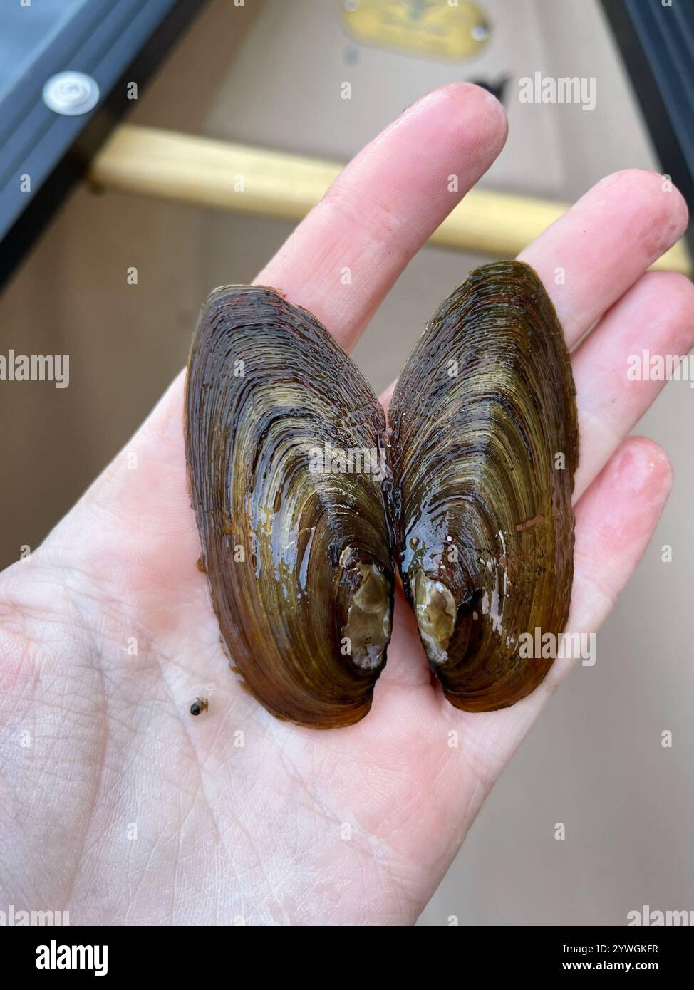 Eastern Elliptio (Elliptio complanata Stock Photo - Alamy